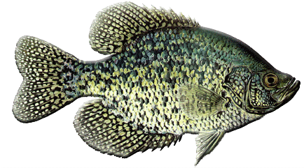www.chitown-angler.com - fish Identification