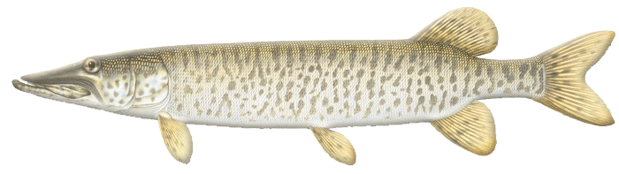 www.chitown-angler.com - fish Identification