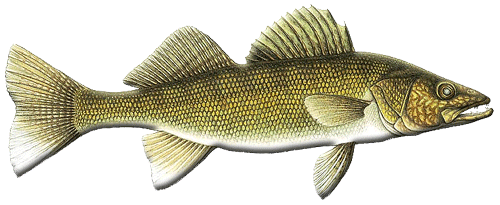 www.chitown-angler.com - fish Identification