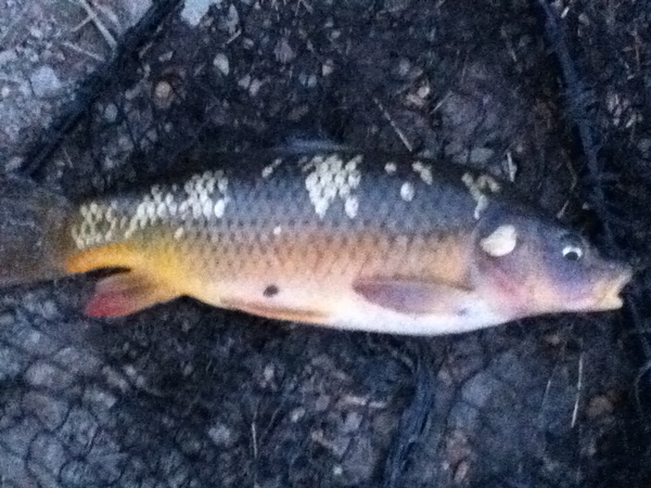 First fish of the year | ChicagoLand Fishing Forums