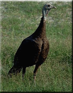 Upland Game Identification