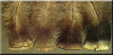 Upland Game Identification